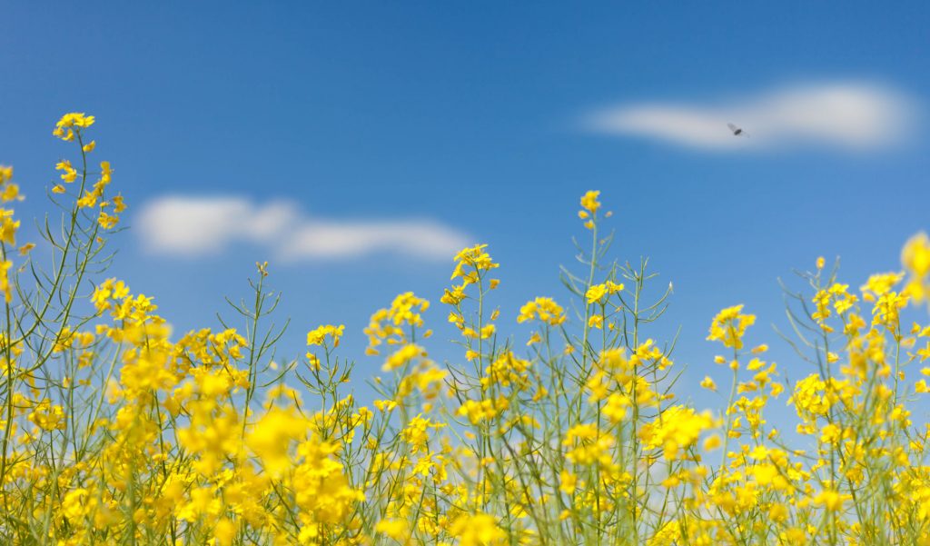Gelbfangschalen zur effektiven Schädlingsbekämpfung in Rapsfeldern